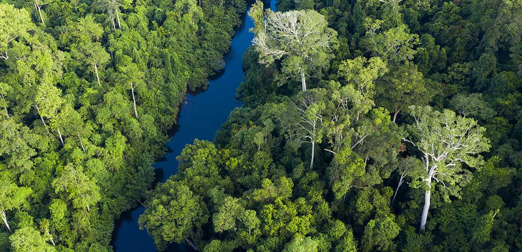 Nestlé to support restoration of forest landscapes in Asia | Kennedy’s ...